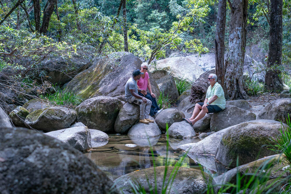 Daintree Rainforest Private Tour - Walkabout Cultural Adventures